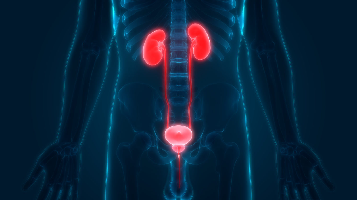 Bladder - Female Urology - Male Urology - Urology Austin - Texas