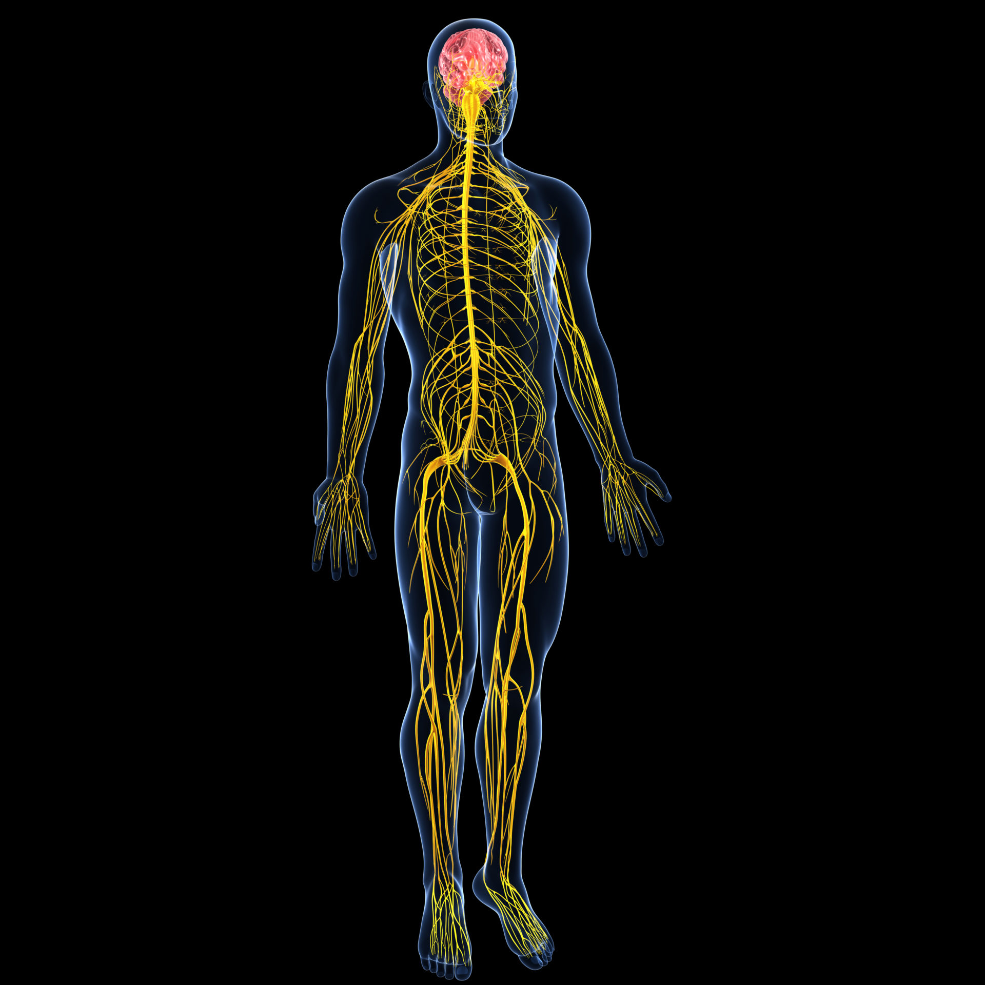 Neurogenic Bladder - Bladder Control Issues - Urology Austin