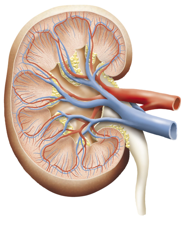 Upper Urinary Tract Cancer - Causes and Diagnosis - Urology Austin